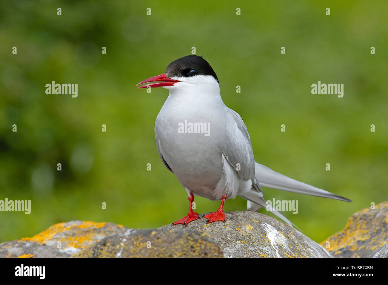 Arctic Tern (Sterna Paradisaea). Scotland. U.K Stock Photo - Alamy