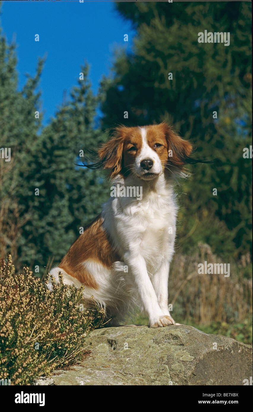 Dutch decoy spaniel hi-res stock photography and images - Alamy