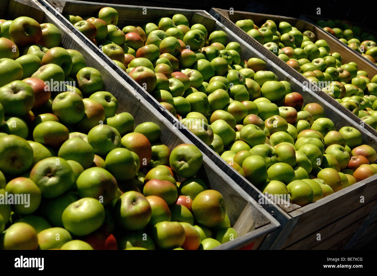 Bramley apples in boxes after harvesting Stock Photo - Alamy