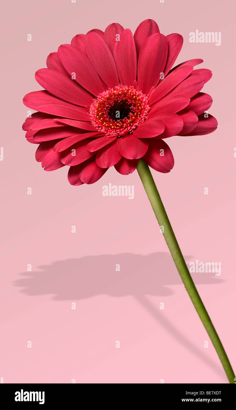 gerbera red and shadow Stock Photo - Alamy