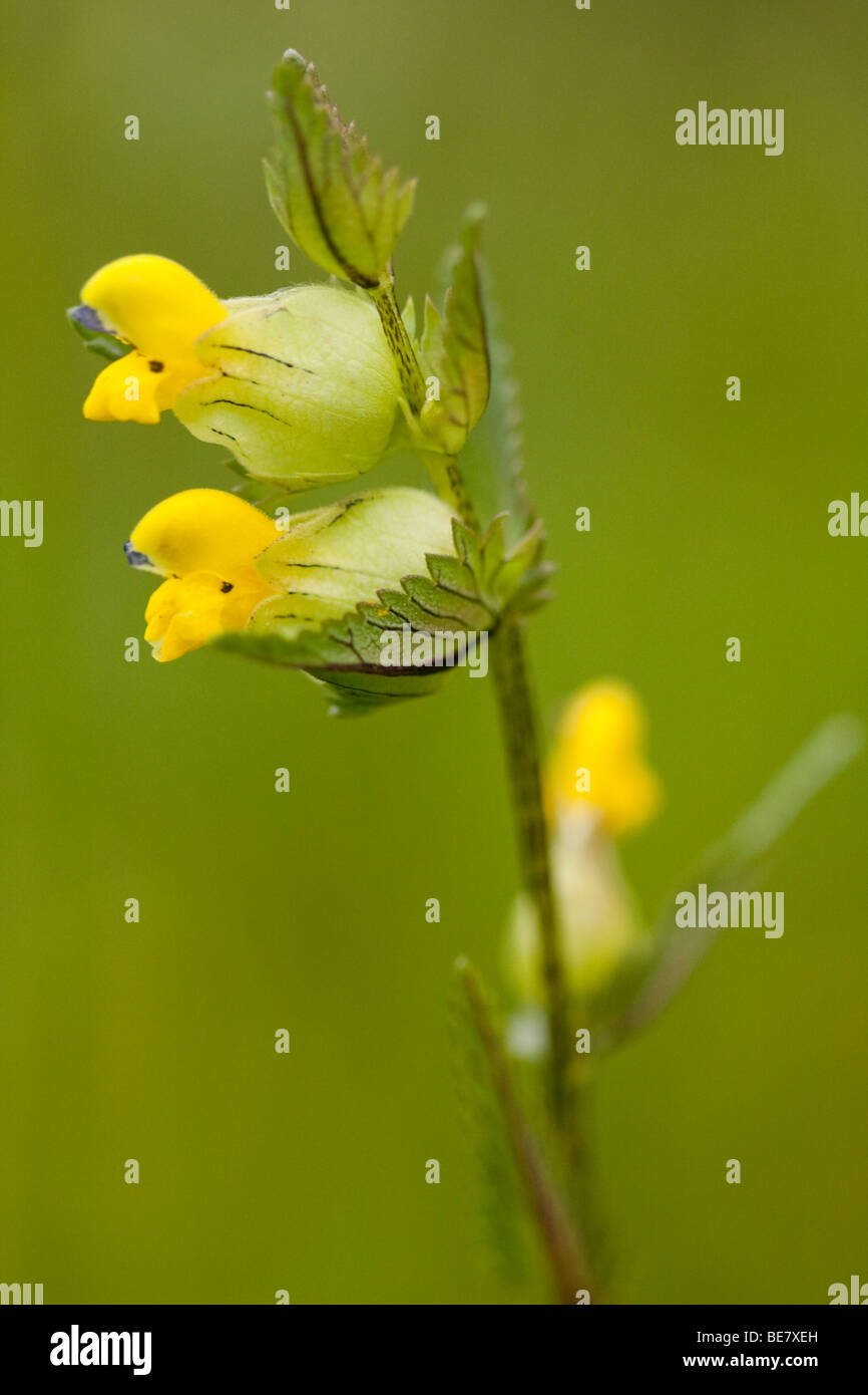 Yellow Rattle (Rhinanthus minor Stock Photo - Alamy