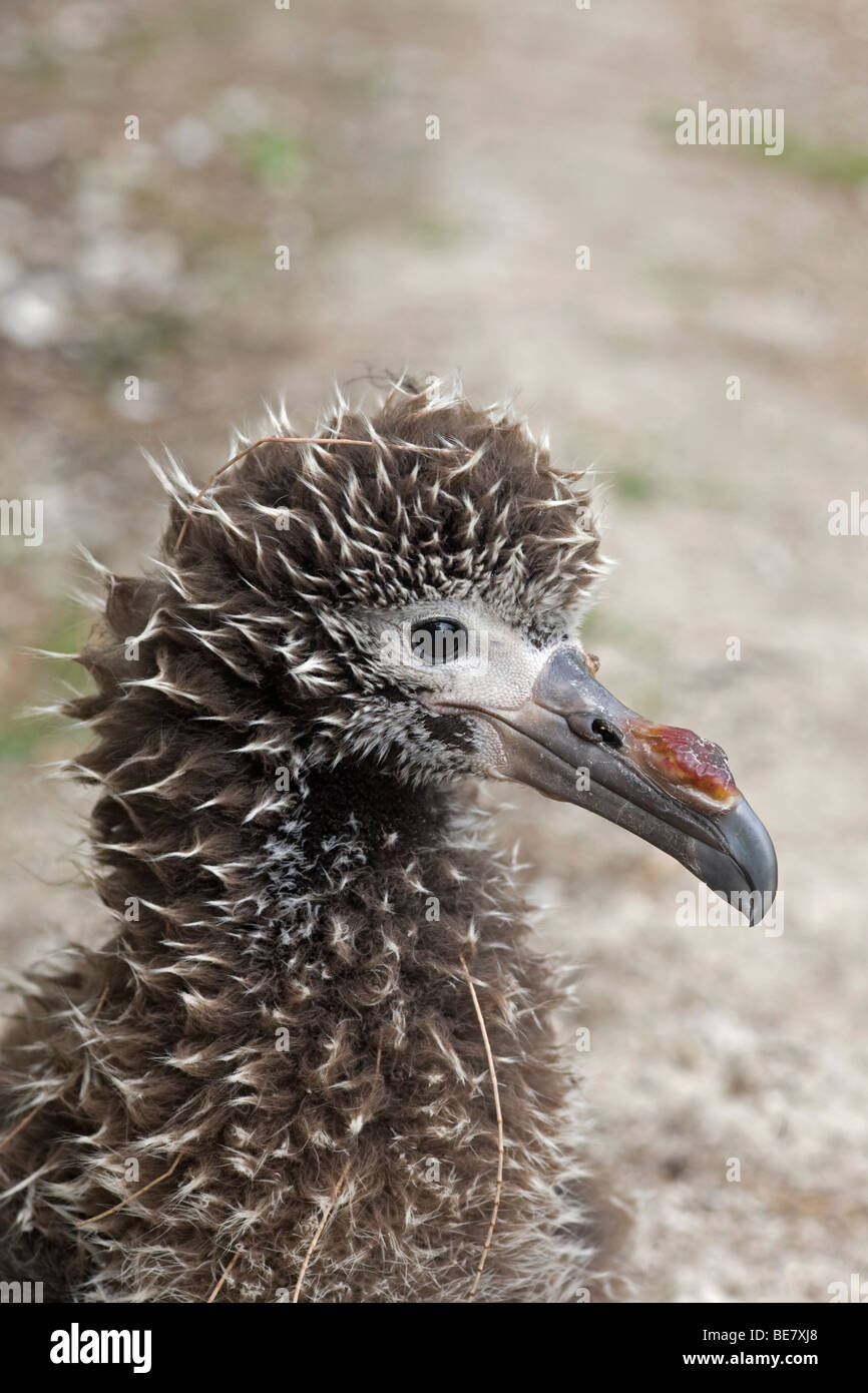 Avian Pox Disease In A Laysan Albatross Chick Who Has A Pustule On Its Beak Phoebastria