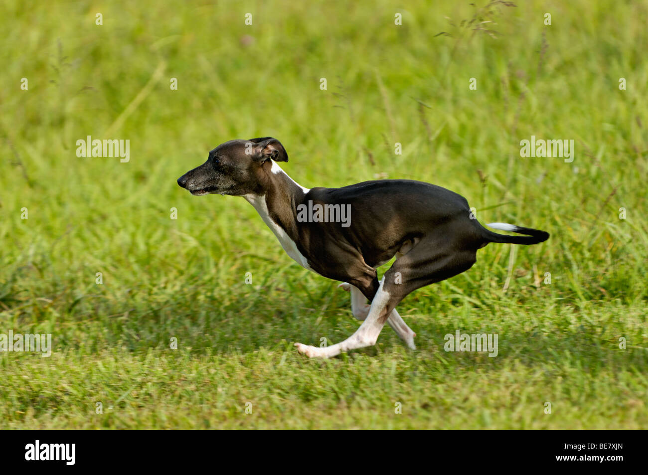 Pan Shot of Italian Greyhound Running Stock Photo - Alamy