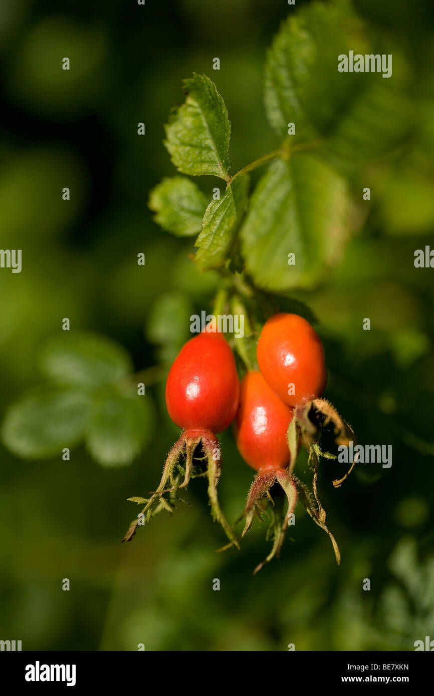 Trio of bright red, ripe, rose hips ready for picking to make rose hip ...