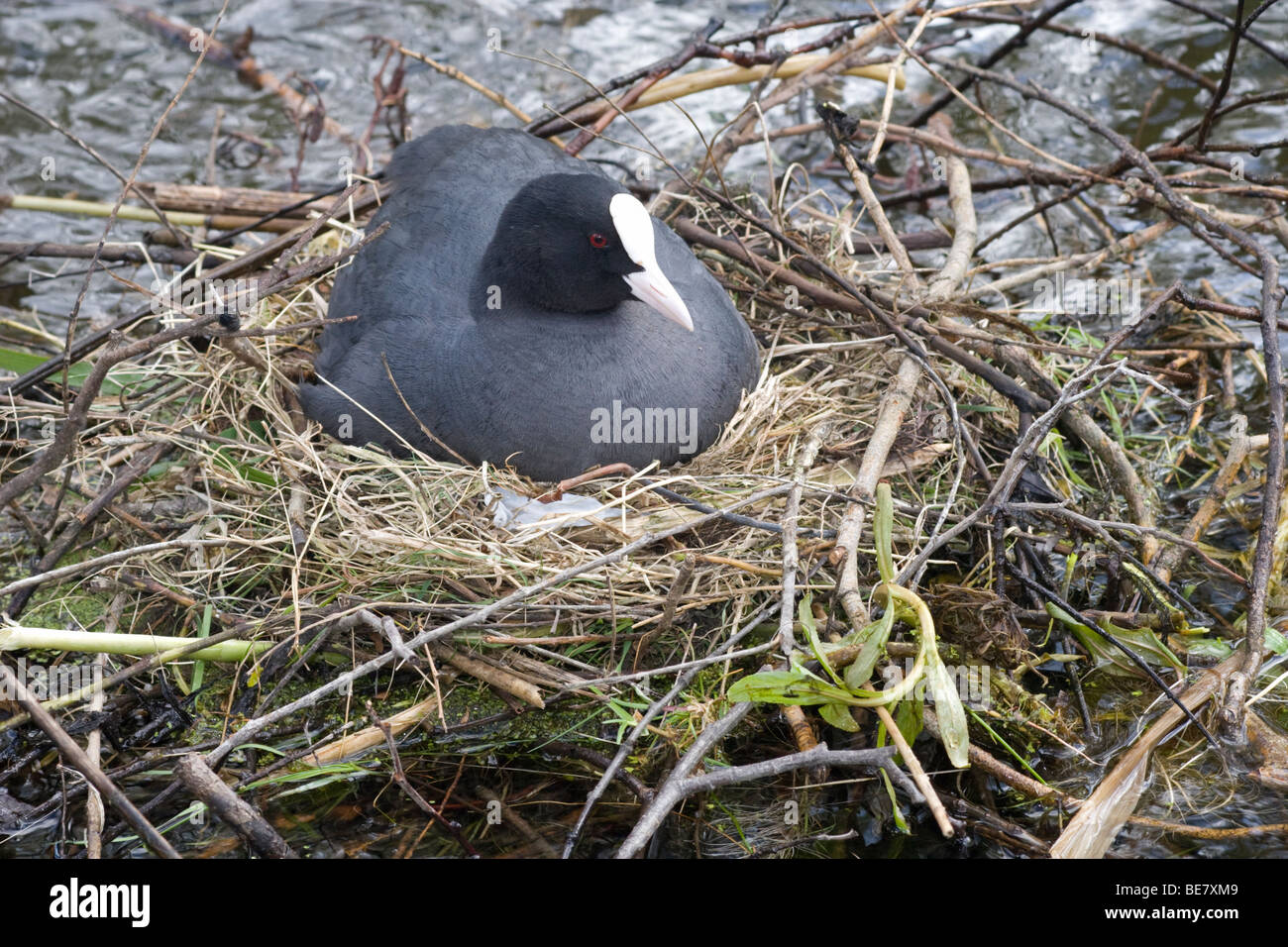 Bird brood in nest hi-res stock photography and images - Alamy