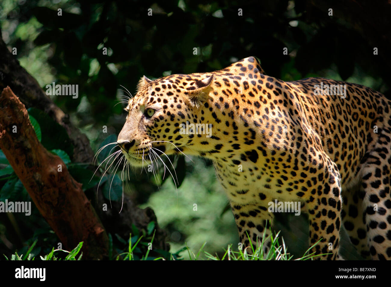 Leopard at tree top hi-res stock photography and images - Alamy