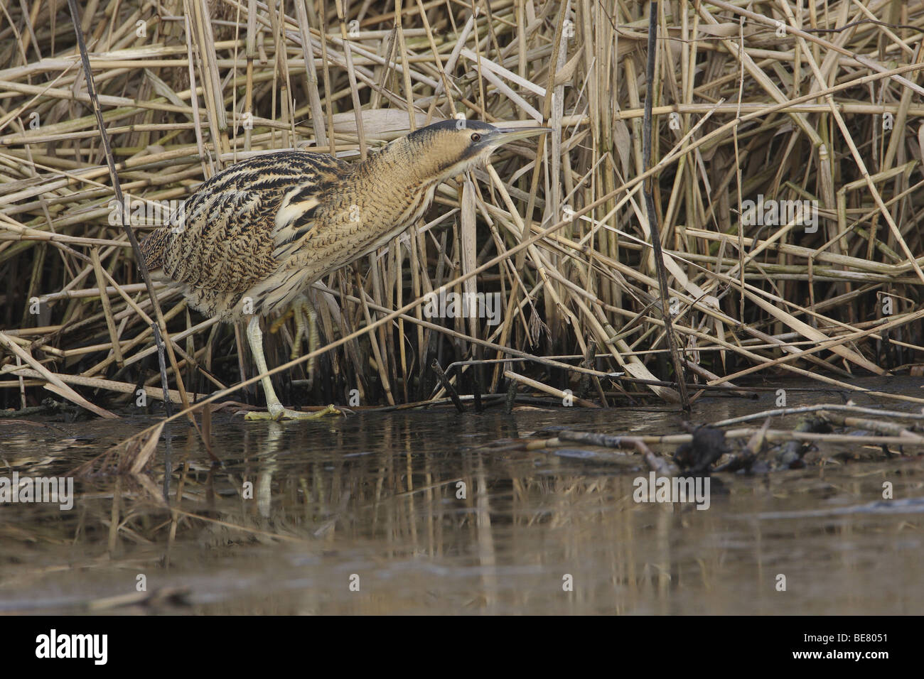 Sluipen hi-res stock photography and images - Alamy