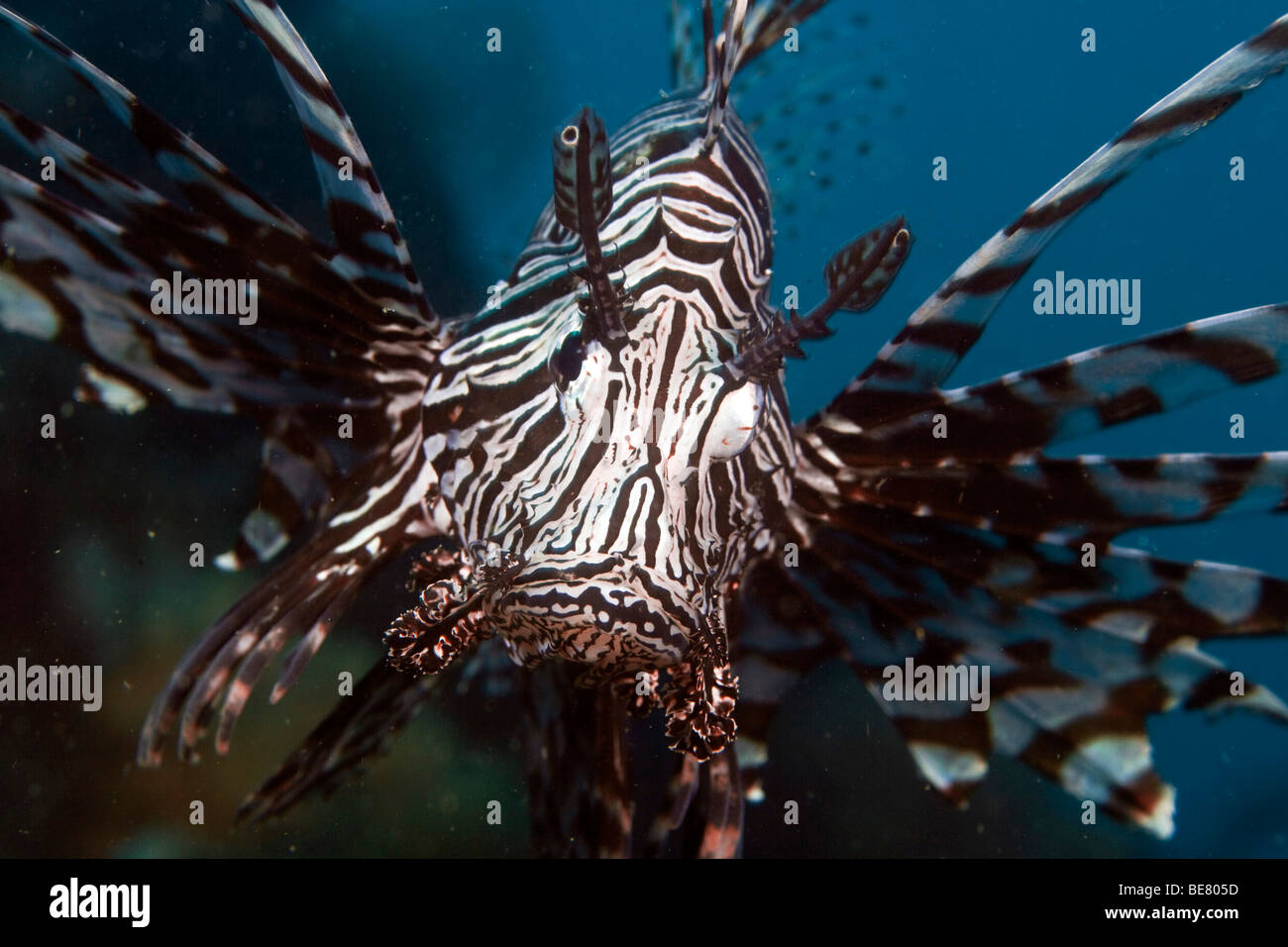 Common lionfish (Pterois volitans), Indonesia, Southeast Asia Stock ...