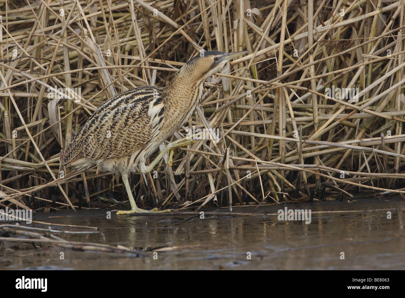 Sluipen hi-res stock photography and images - Alamy