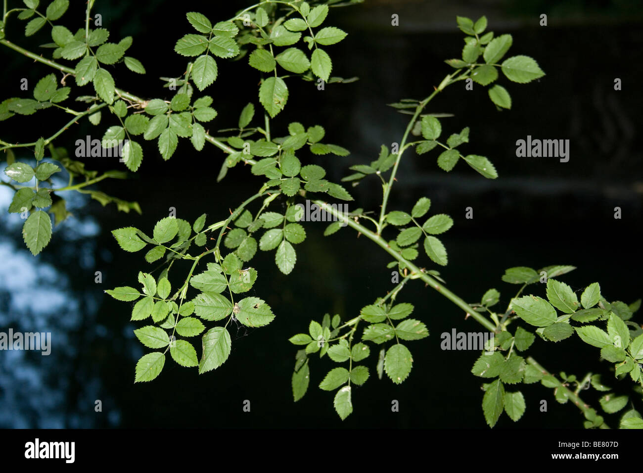 rose leaves on stem Stock Photo - Alamy