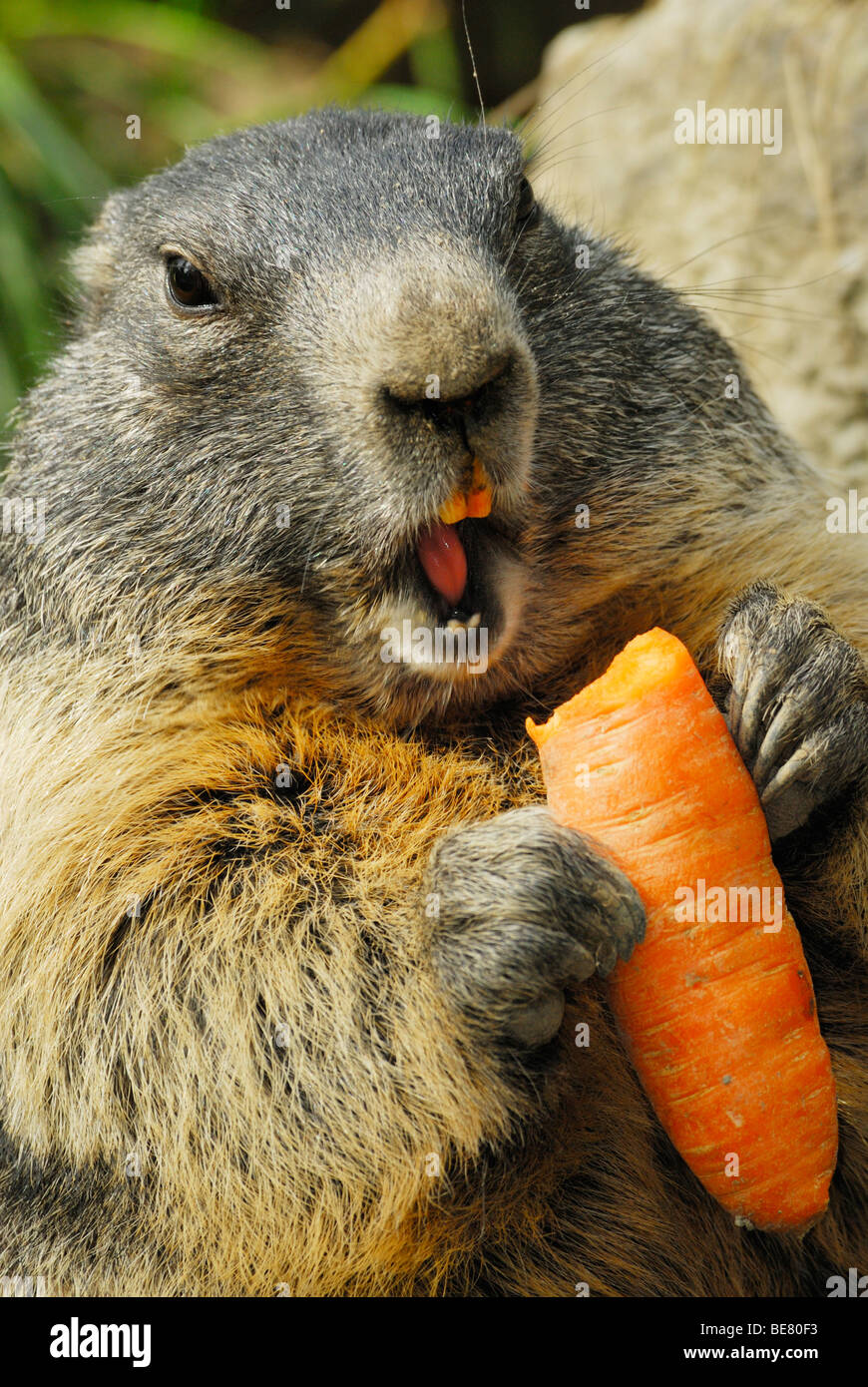 Marmota hi-res stock photography and images - Alamy