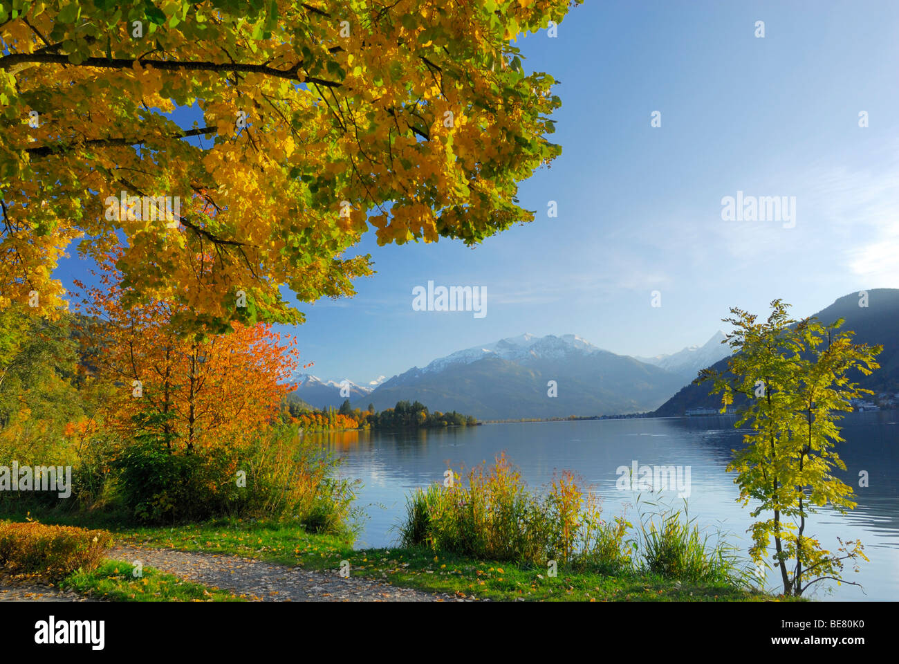 Trees in autumn colours at lake Zeller See, Zell am See, Salzburg ...