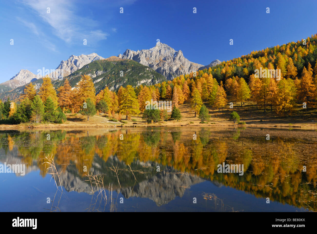 Larches in autumn colours with view to Piz Lischana and Piz San Jon and ...