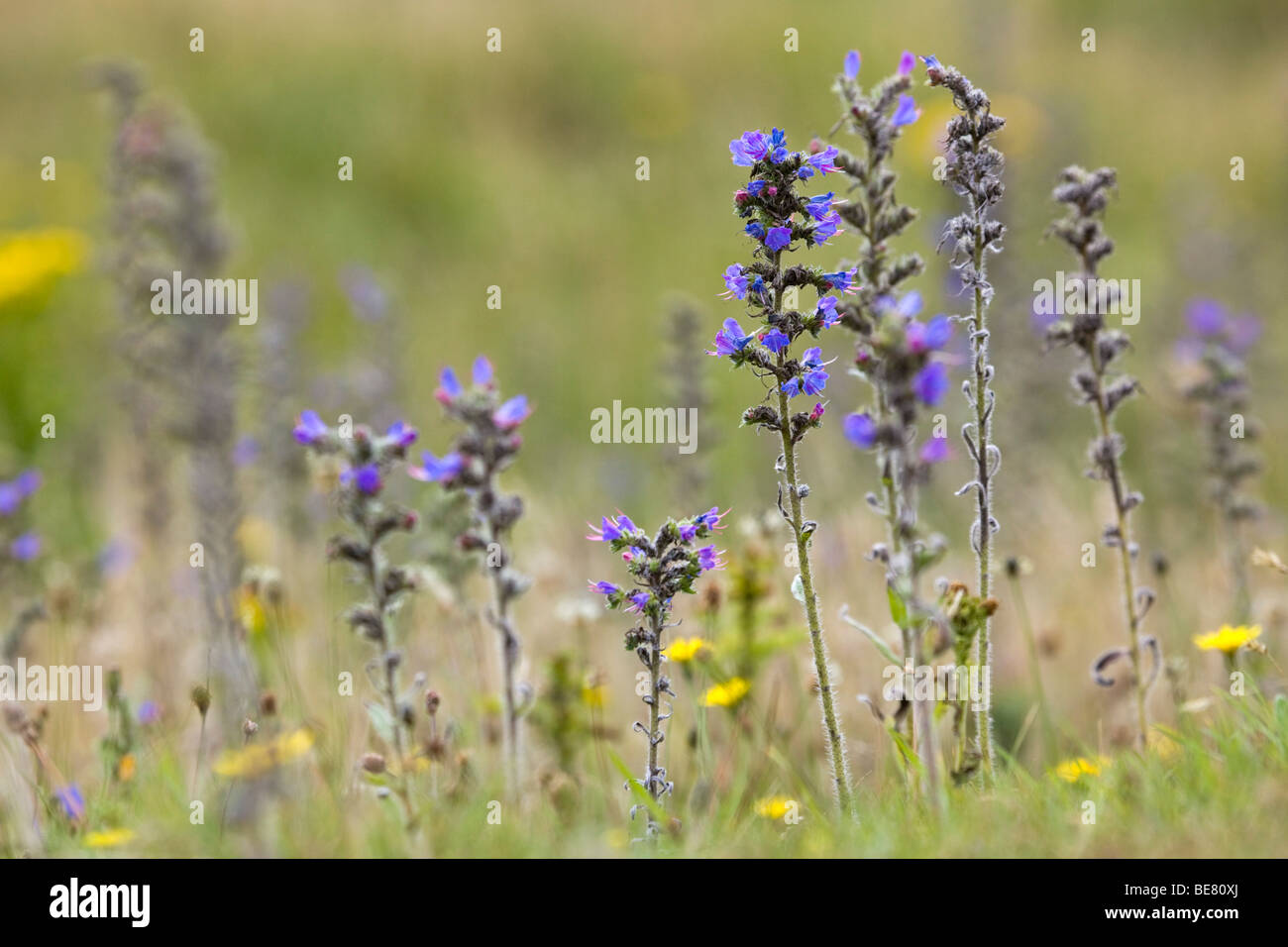 viper's bugloss; Echium vulgare Stock Photo - Alamy