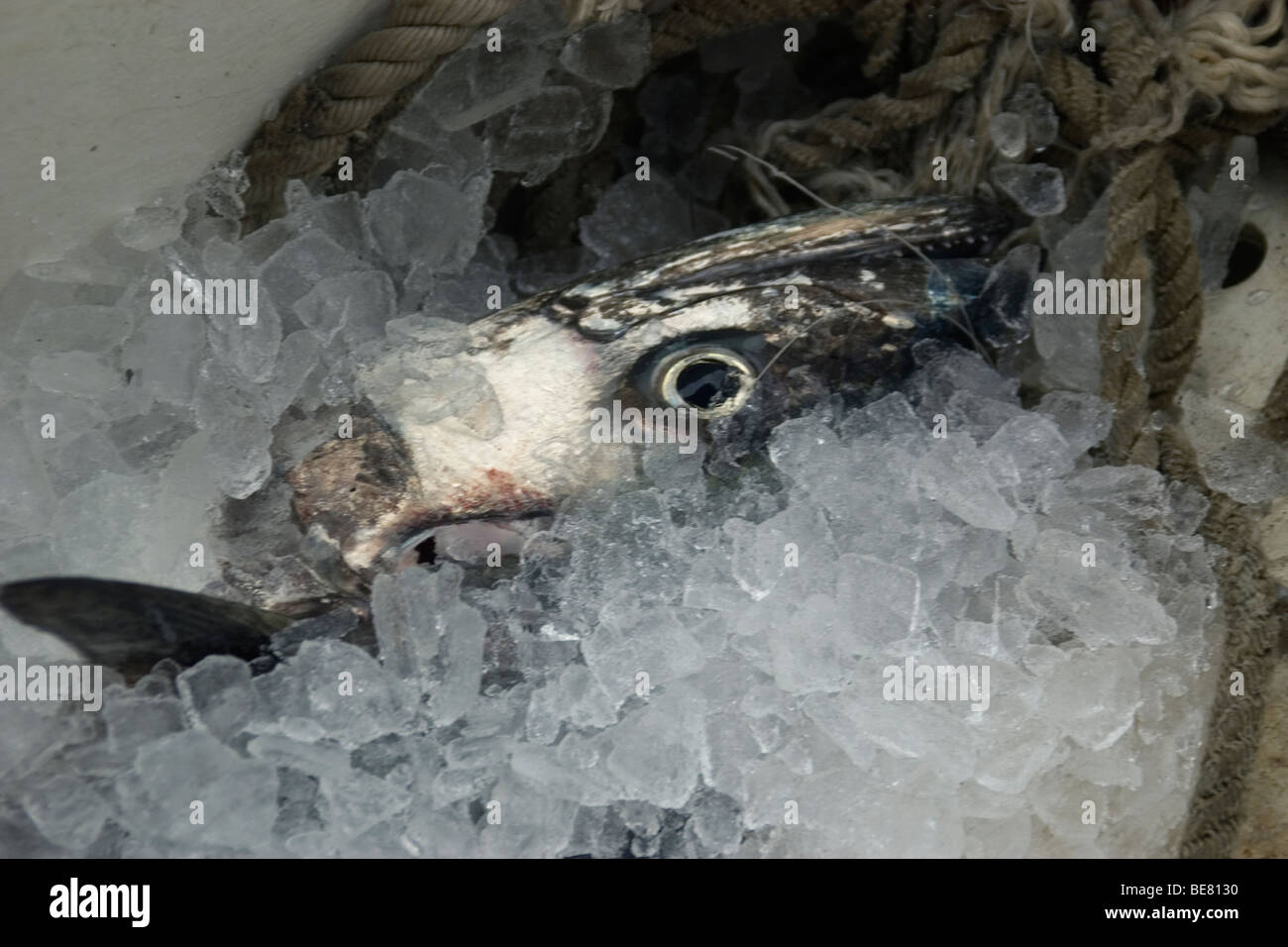 Marlin eye hi-res stock photography and images - Alamy