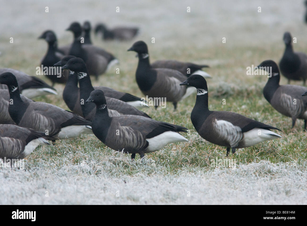A Black Brent in a group of Dark-bellied Brent Geese - Een Zwarte ...