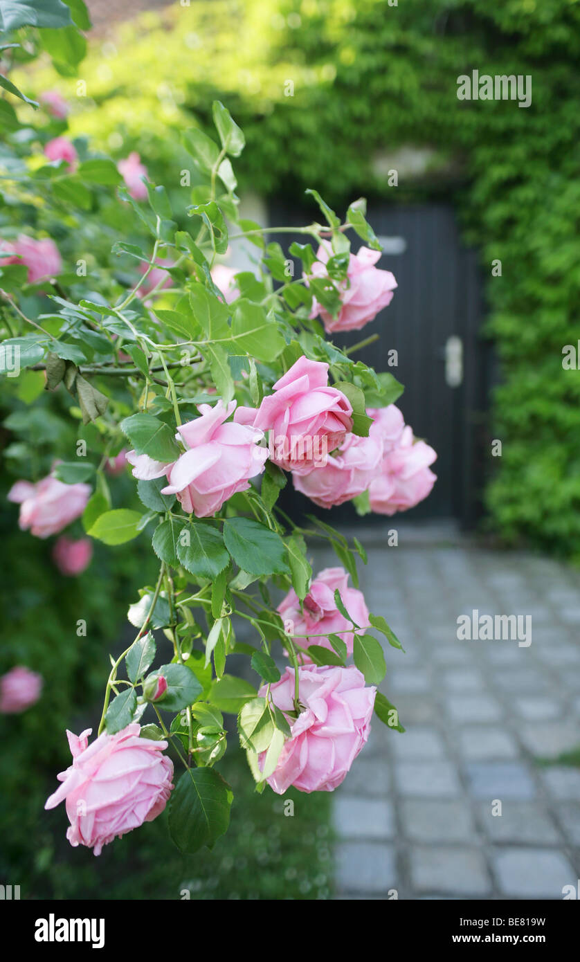Pink rosebush in a frontyard Stock Photo - Alamy