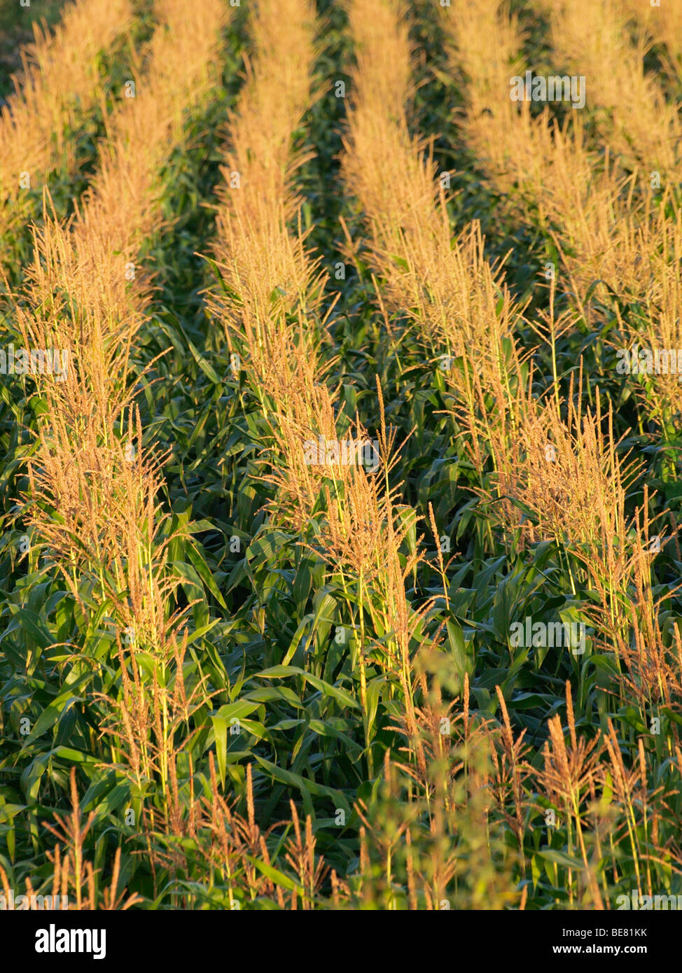 Crops in the dawn light Stock Photo - Alamy