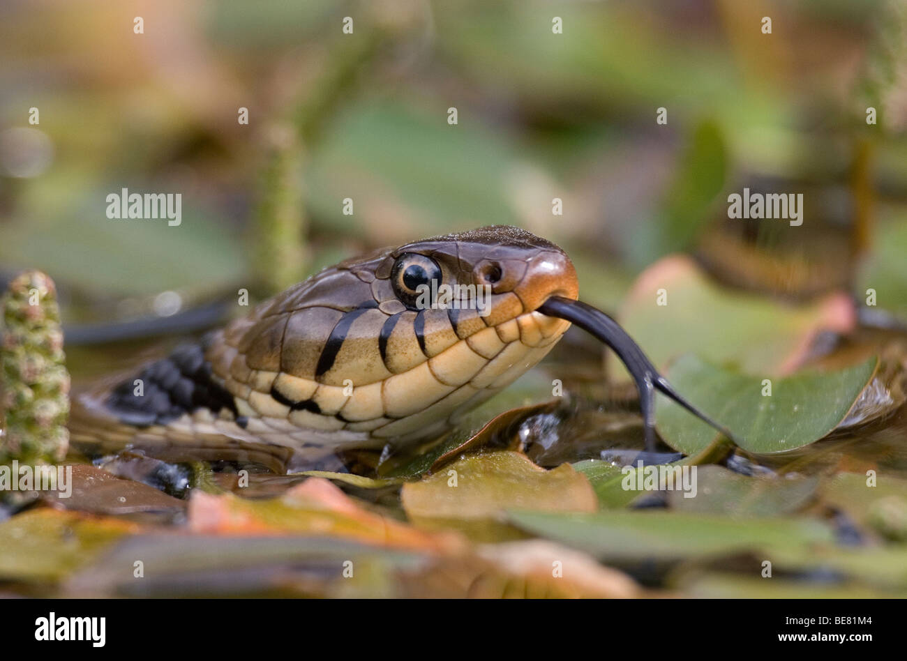 Zwemmende Ringslang in een ven tussen fonteinkruid Stock Photo - Alamy