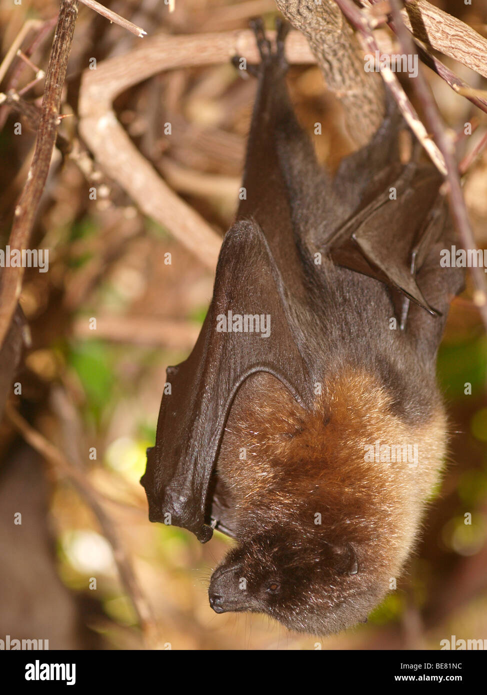 Fruit bat, Pteropodidae Stock Photo - Alamy