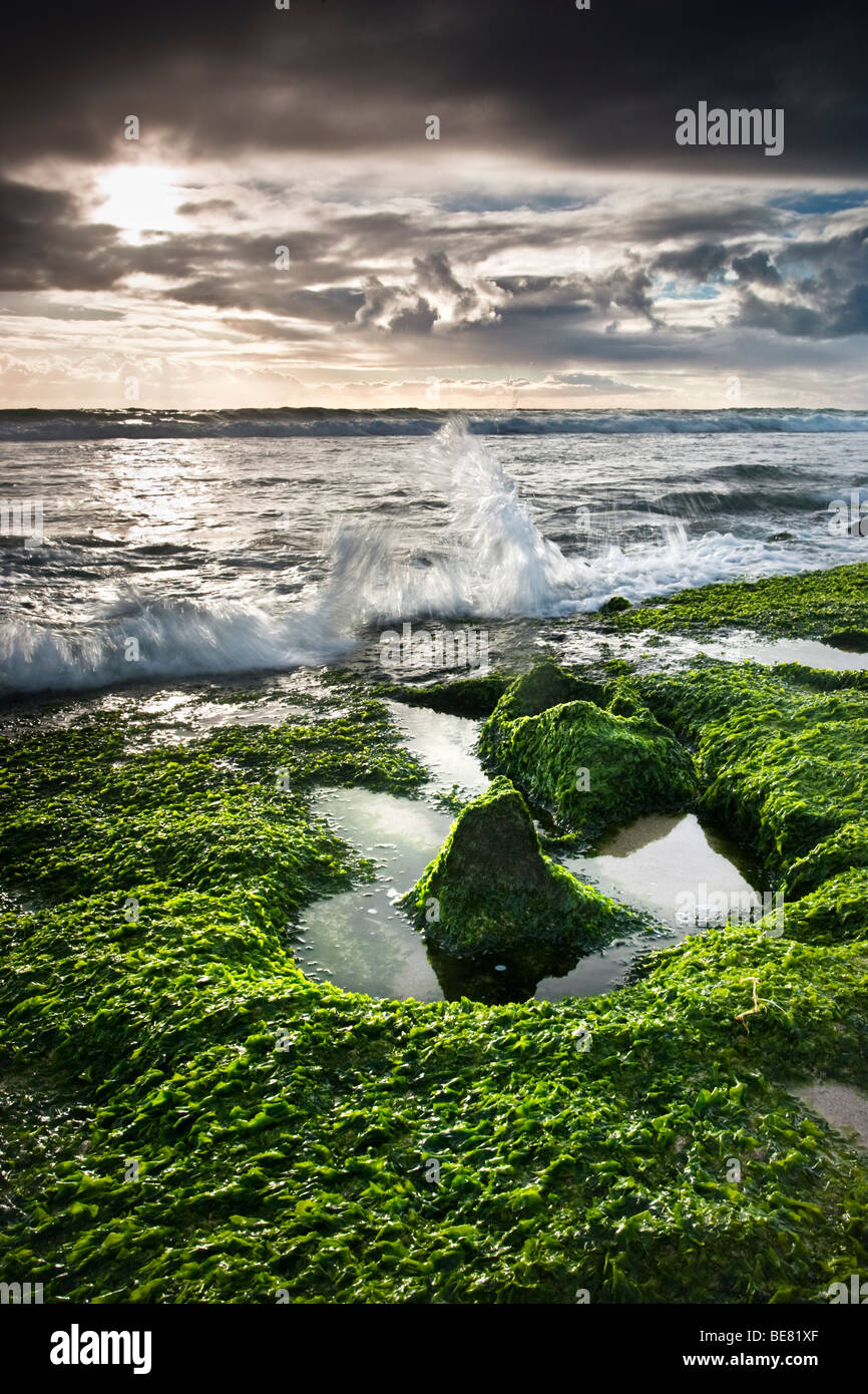 Sea weed on a beach hi-res stock photography and images - Alamy