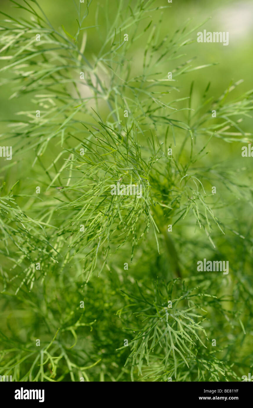 Fennel leaves hi-res stock photography and images - Alamy