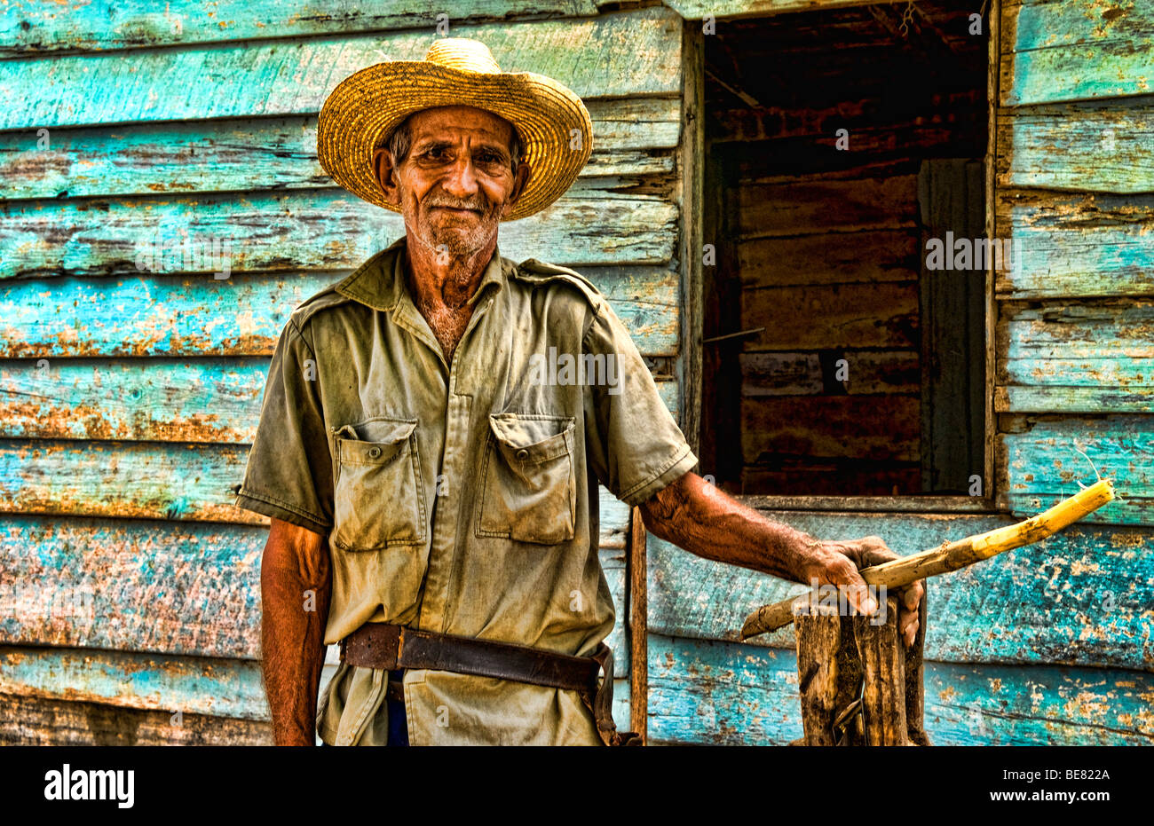 Old farmer man cutting sugar cane in front of old green house near ...