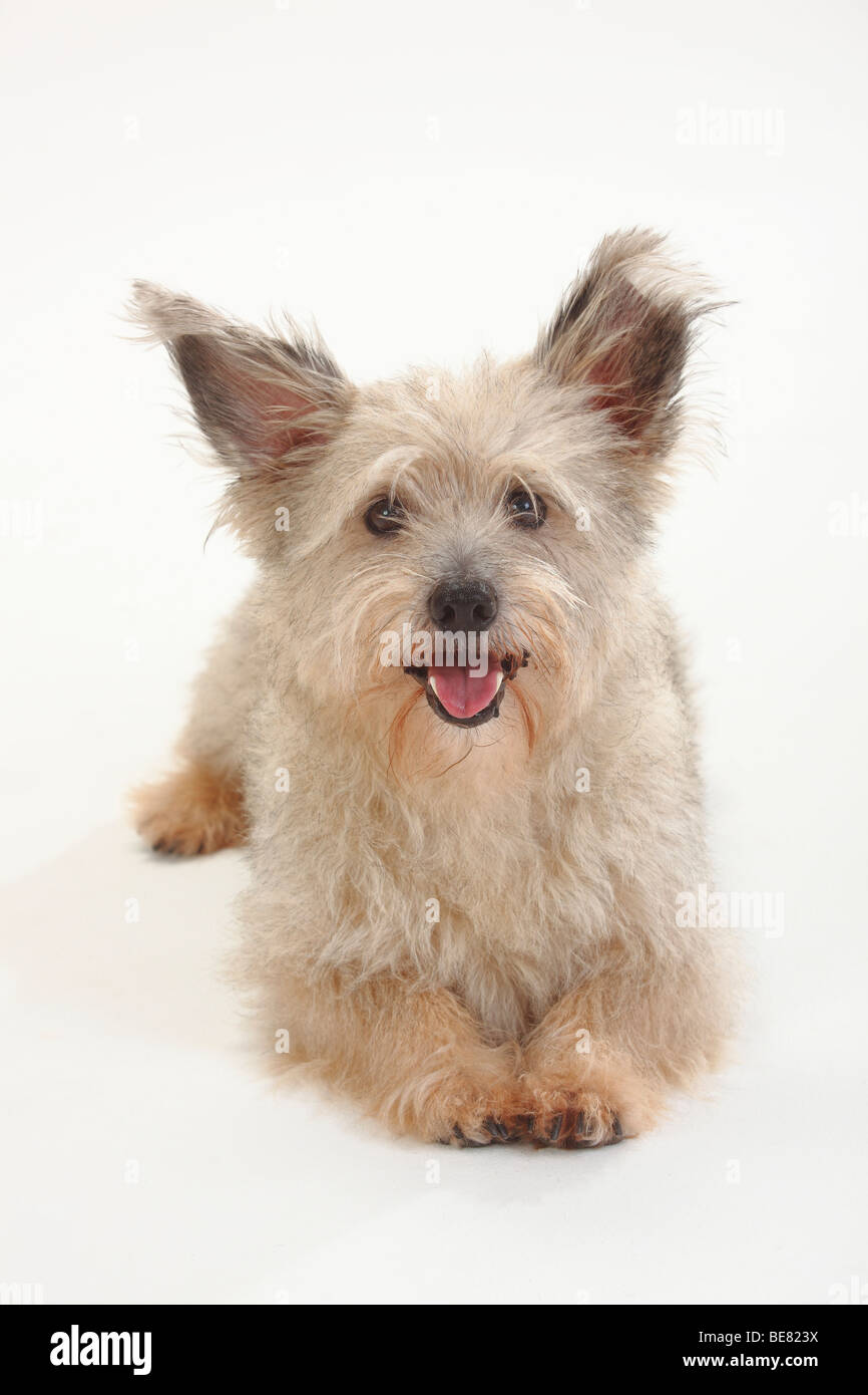 Mixed Breed Dog Stock Photo - Alamy