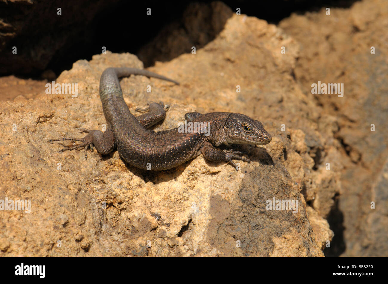 Madeira wall lizard hi-res stock photography and images - Alamy