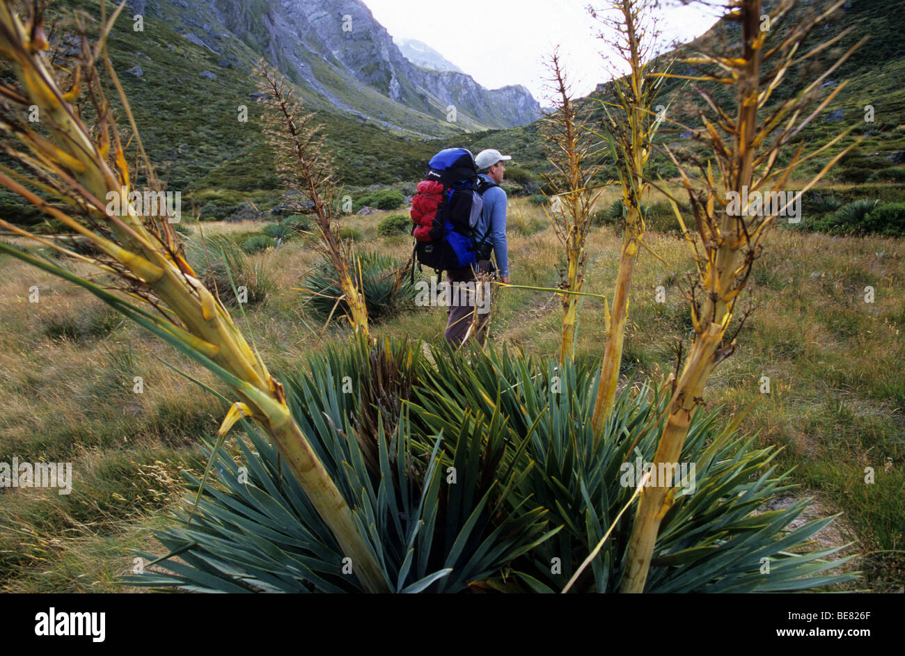 A trekker hiking on the Rees Dart Track through lonesome Rees Valley ...