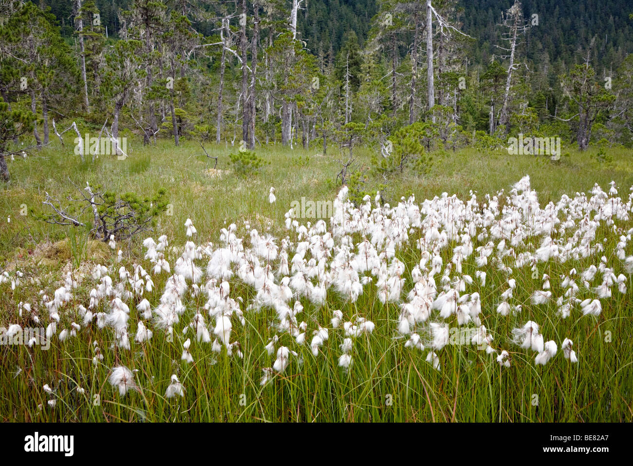 Bog with Cotton Grass, Mitkof Island, Southeast Alaska, USA Stock Photo ...