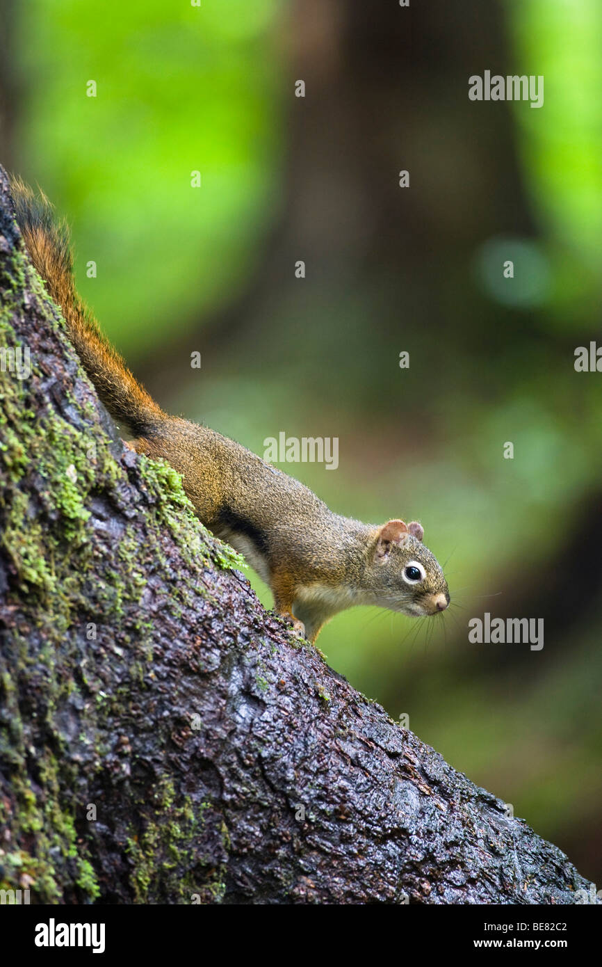 Alaska red squirrel hi-res stock photography and images - Alamy