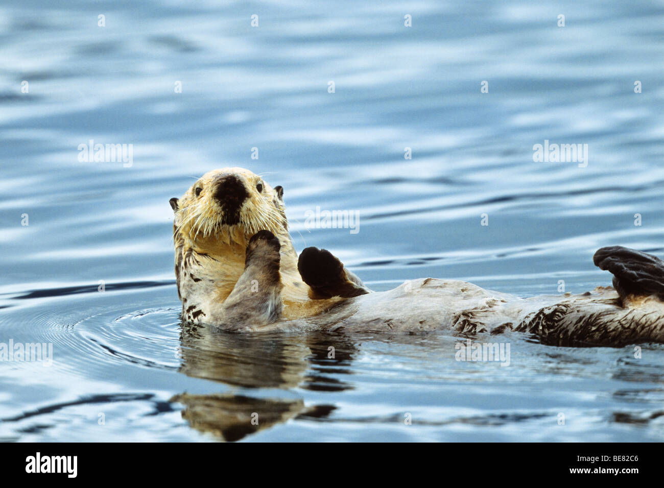Sea otter swimming on his back, Enhydra lutris, Alaska, USA Stock Photo ...