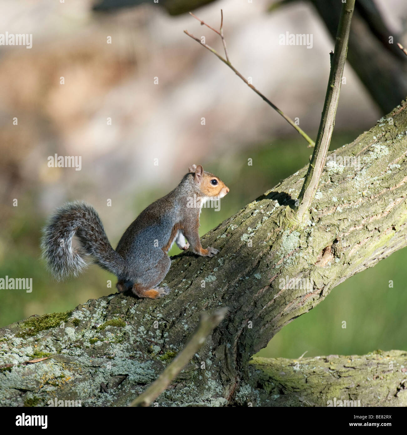 Pest predator hi-res stock photography and images - Alamy