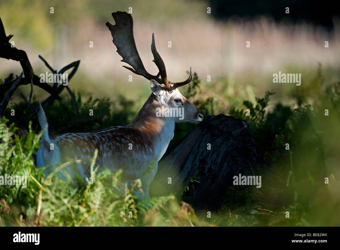 Fallow Deer buck. Dama dama Stock Photo - Alamy