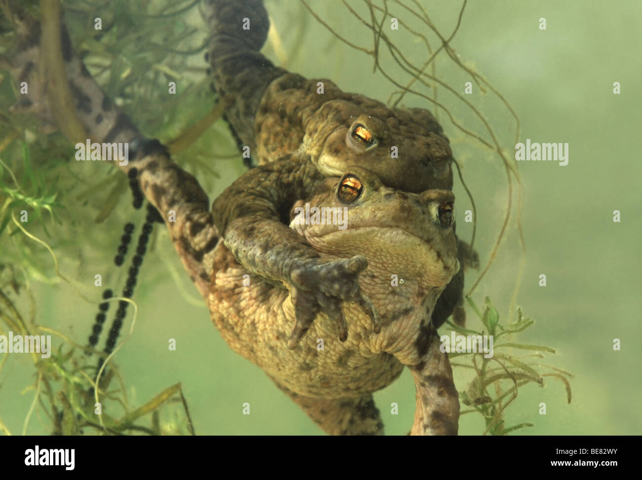 Amplexus of Common toad (Bufo bufo), Belgium Stock Photo - Alamy