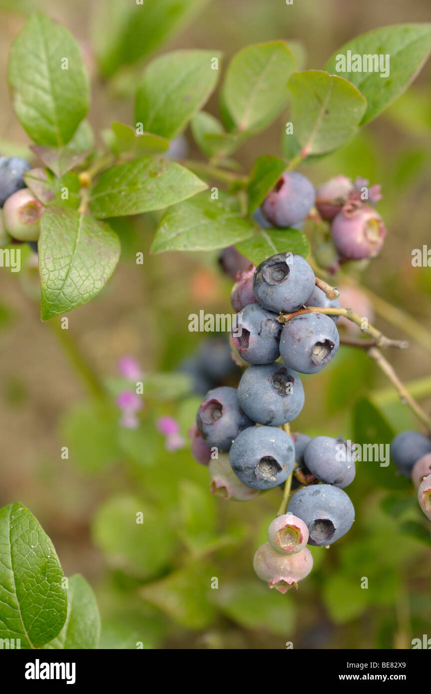 Blueberry plant hi-res stock photography and images - Alamy