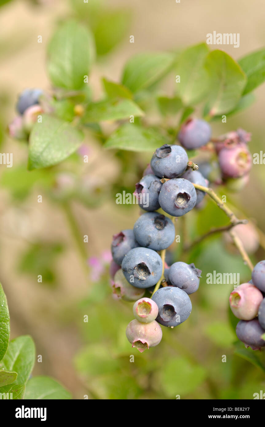 American blueberry plant hi-res stock photography and images - Alamy
