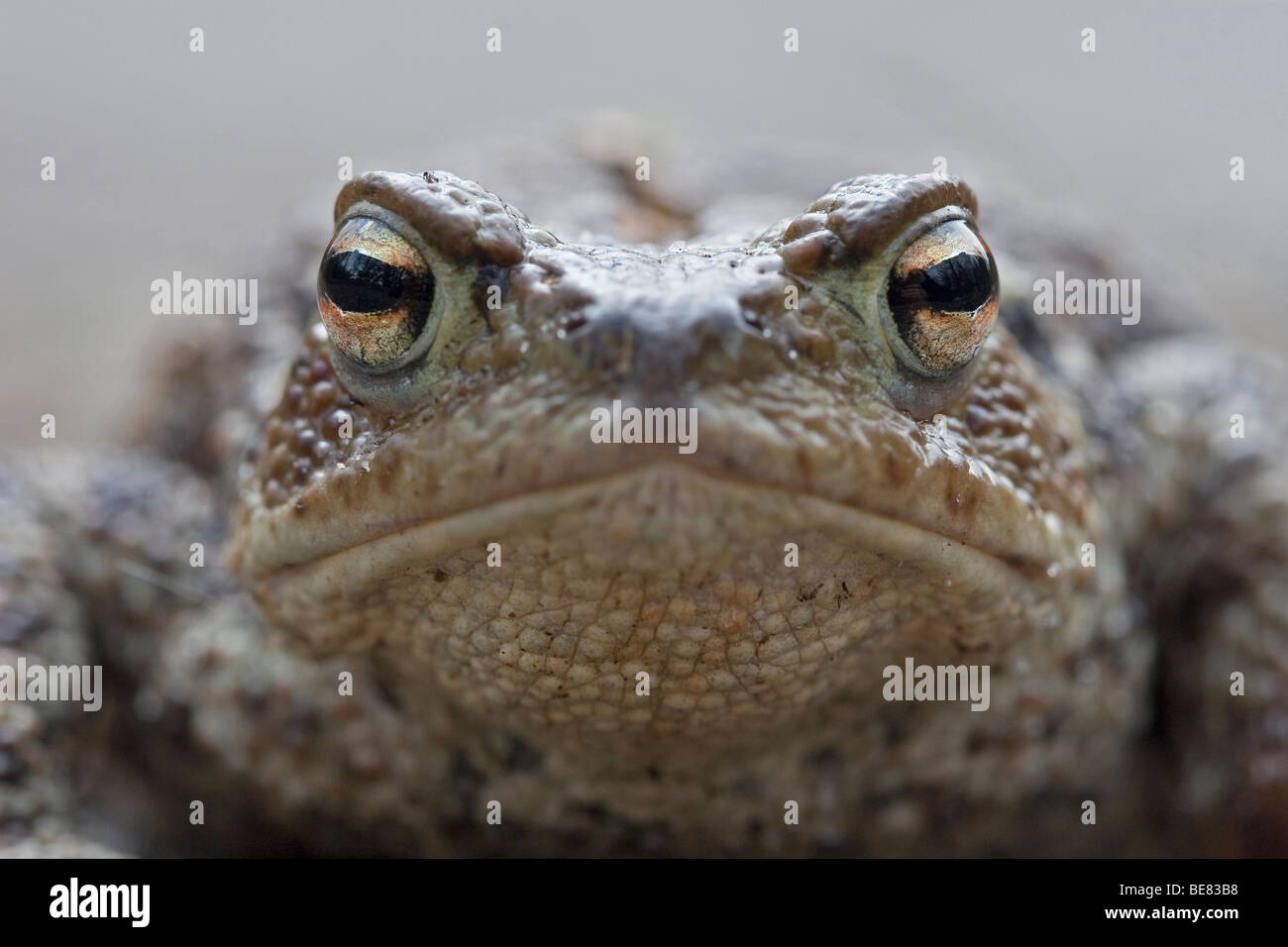 Toad face hi-res stock photography and images - Alamy