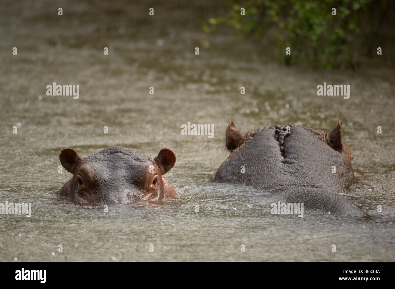 Hippopotamus (Hippopotamus amphibius) in the rain, Meru National Park ...