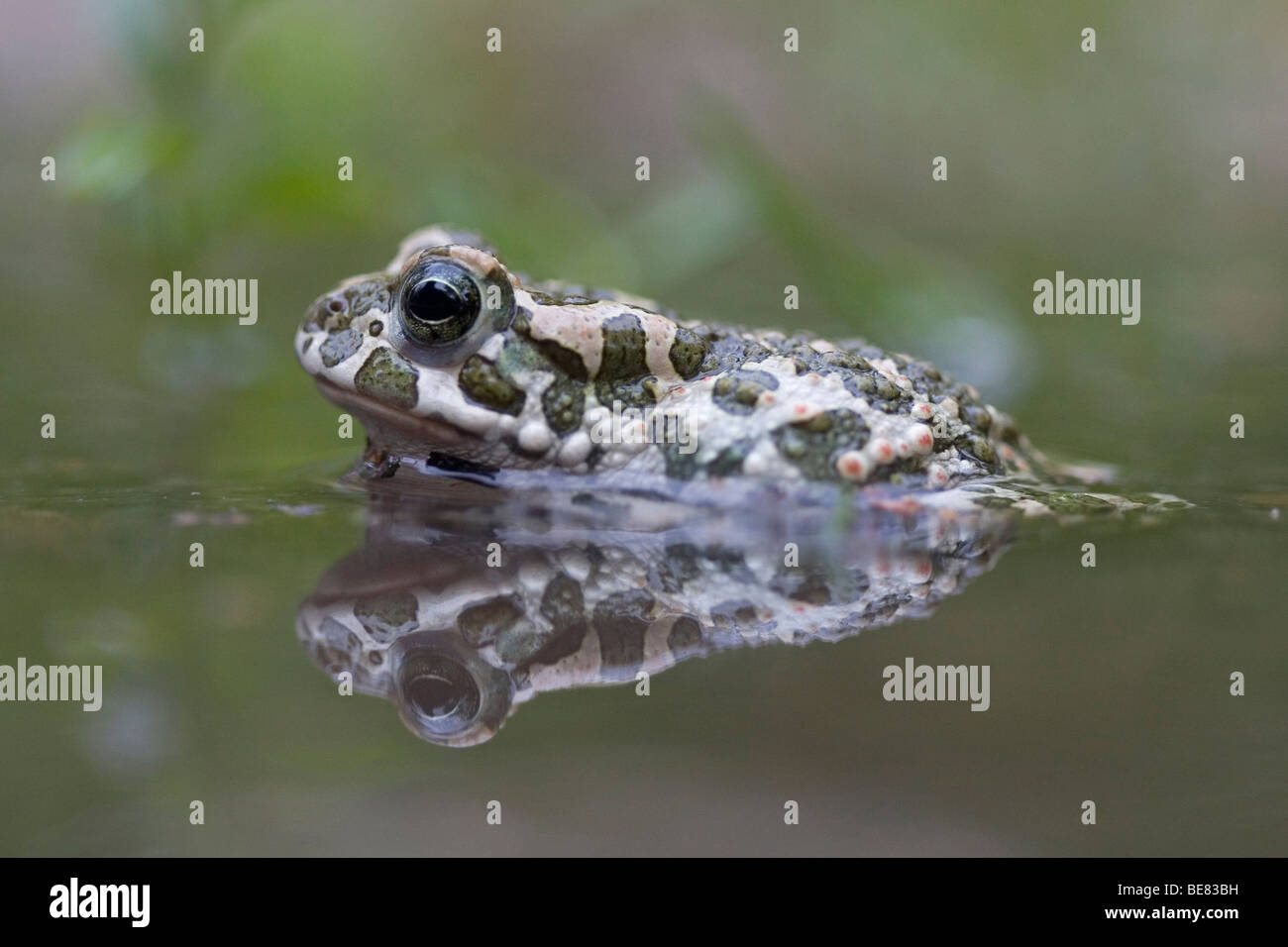 Groene pad in het water; green toad in the water Stock Photo - Alamy