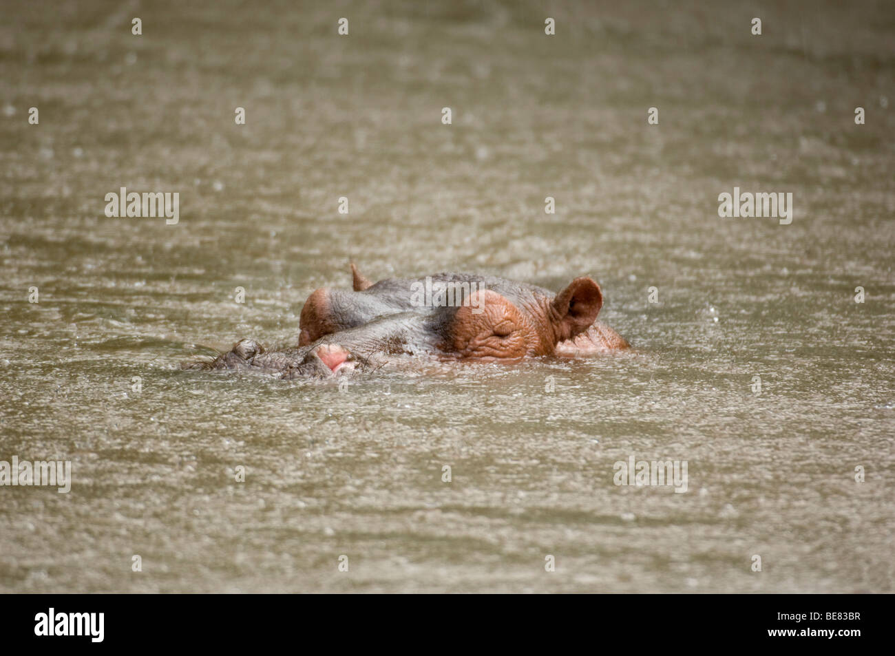 Hippopotamus (Hippopotamus amphibius) in the rain, Meru National Park ...