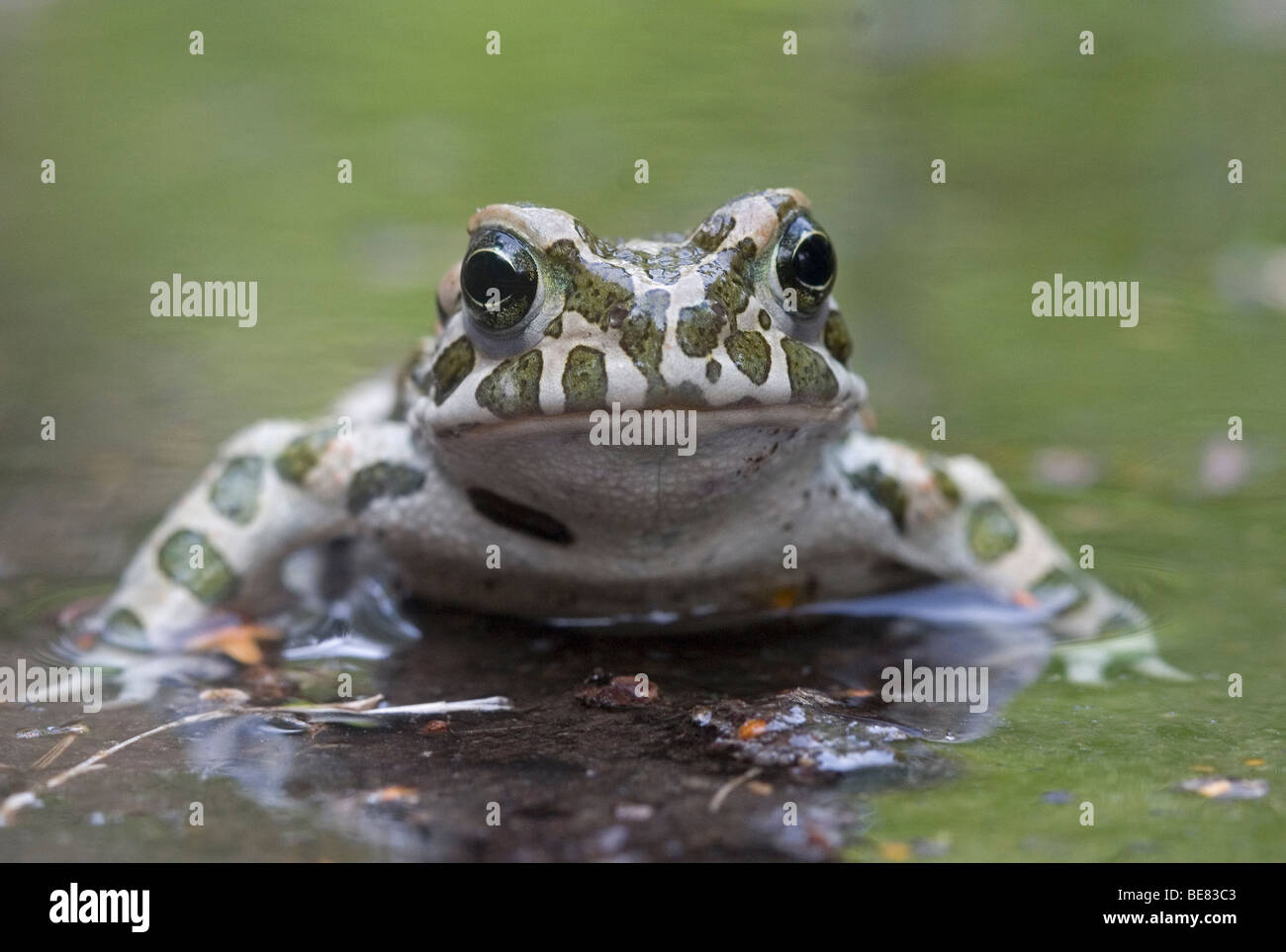 Groene pad hi-res stock photography and images - Alamy