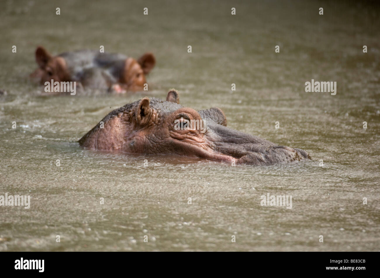 Hippopotamus (Hippopotamus amphibius) in the rain, Meru National Park ...
