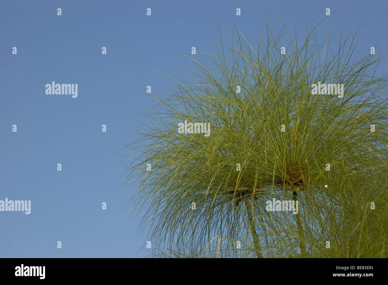 Papyrus hi-res stock photography and images - Alamy