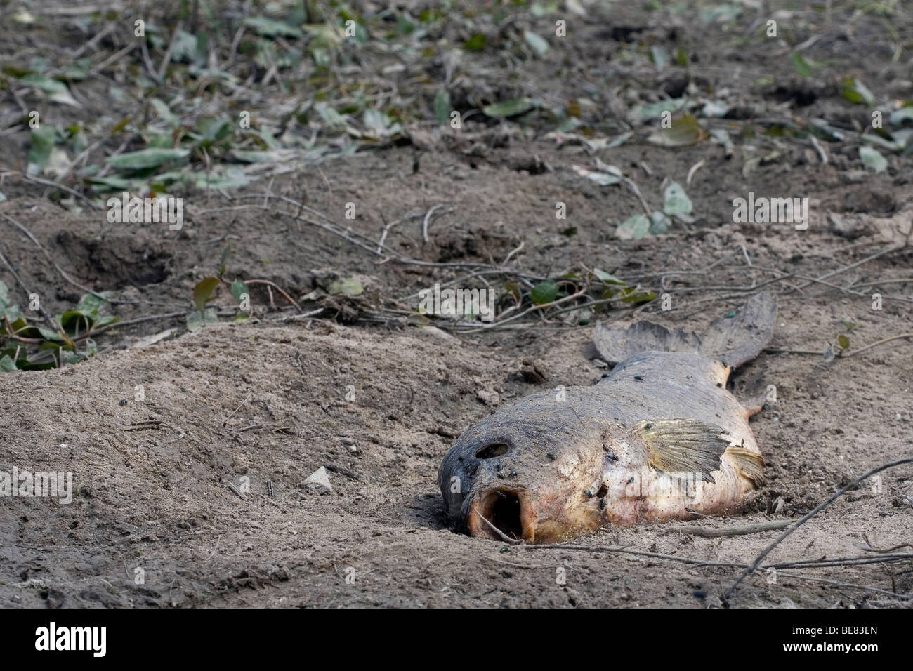 Witvis hi-res stock photography and images - Alamy