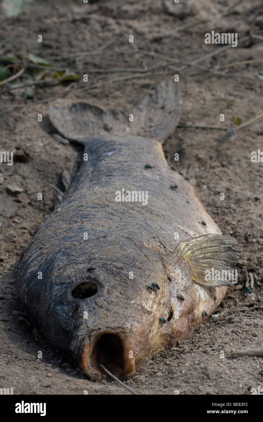 Witvis hi-res stock photography and images - Alamy