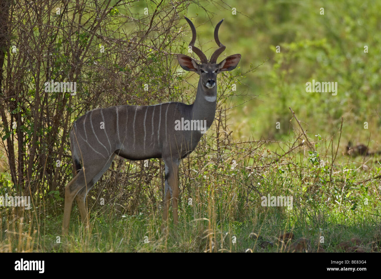 Lesser kudu hi-res stock photography and images - Alamy