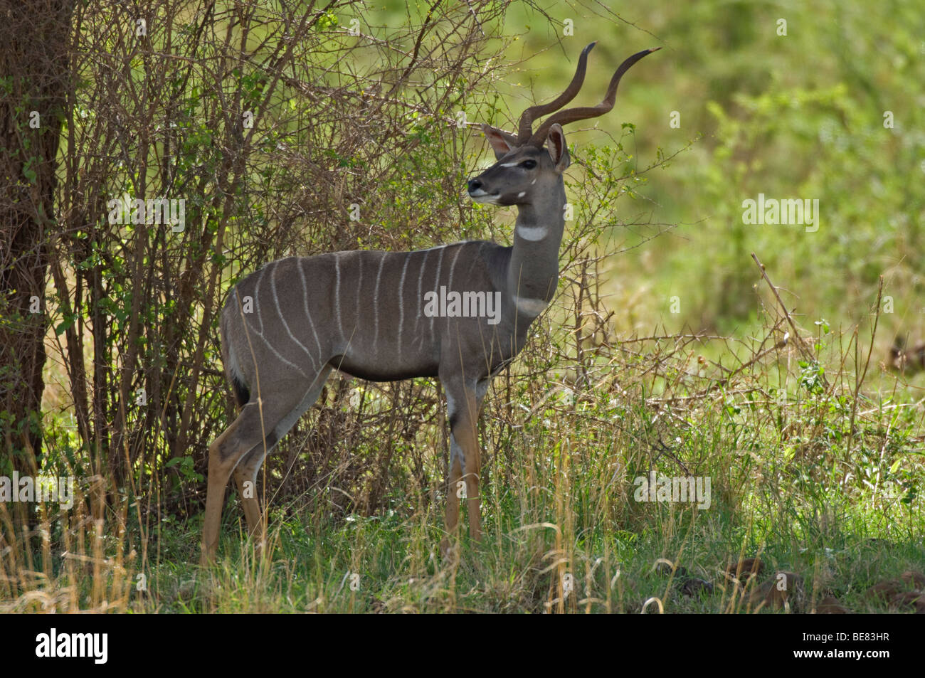 Lesser kudu ( Tragelaphus imberbis), Meru National Park, Kenya Stock ...