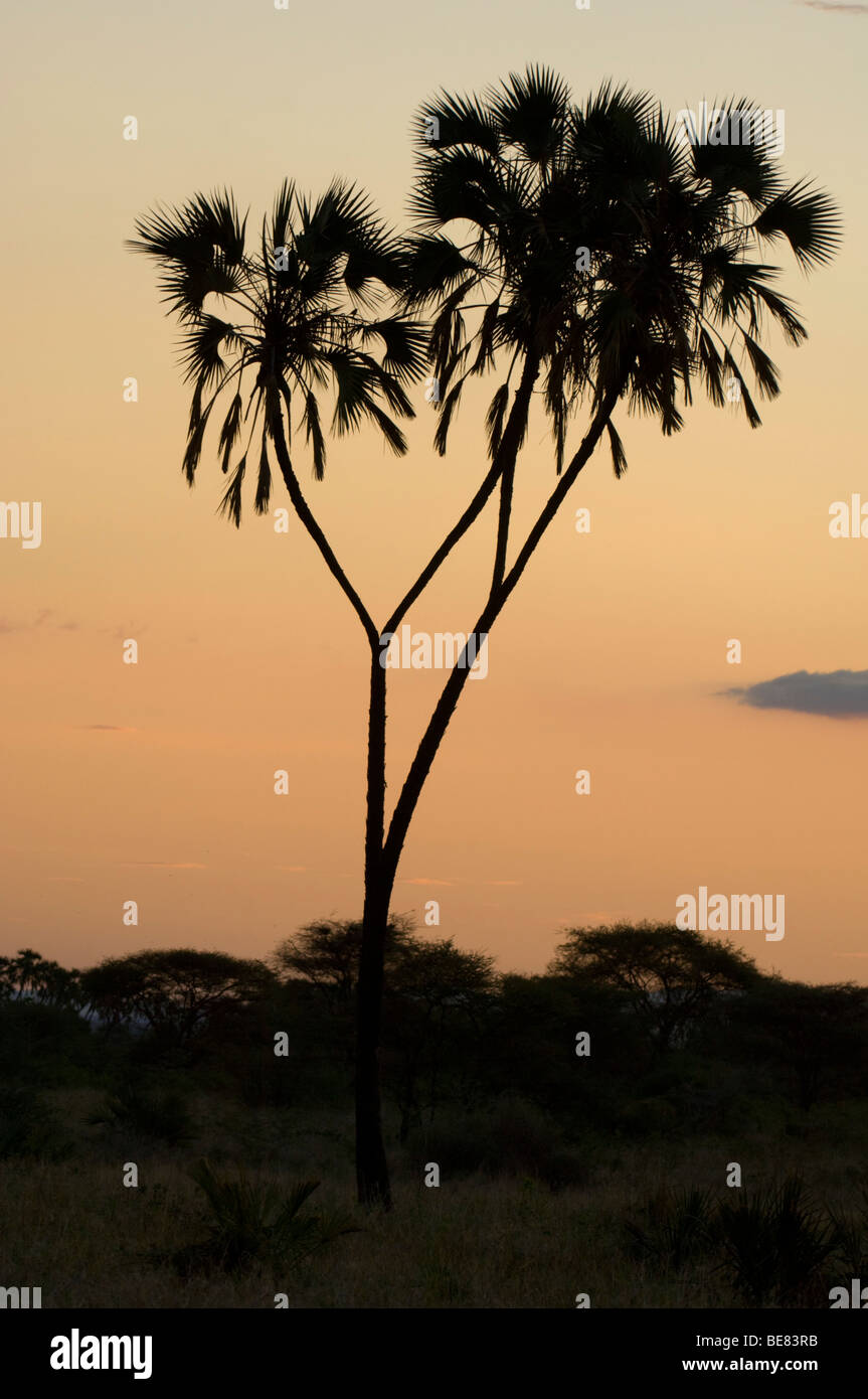 Doum palm at sunset, Meru National Park, Kenya Stock Photo - Alamy